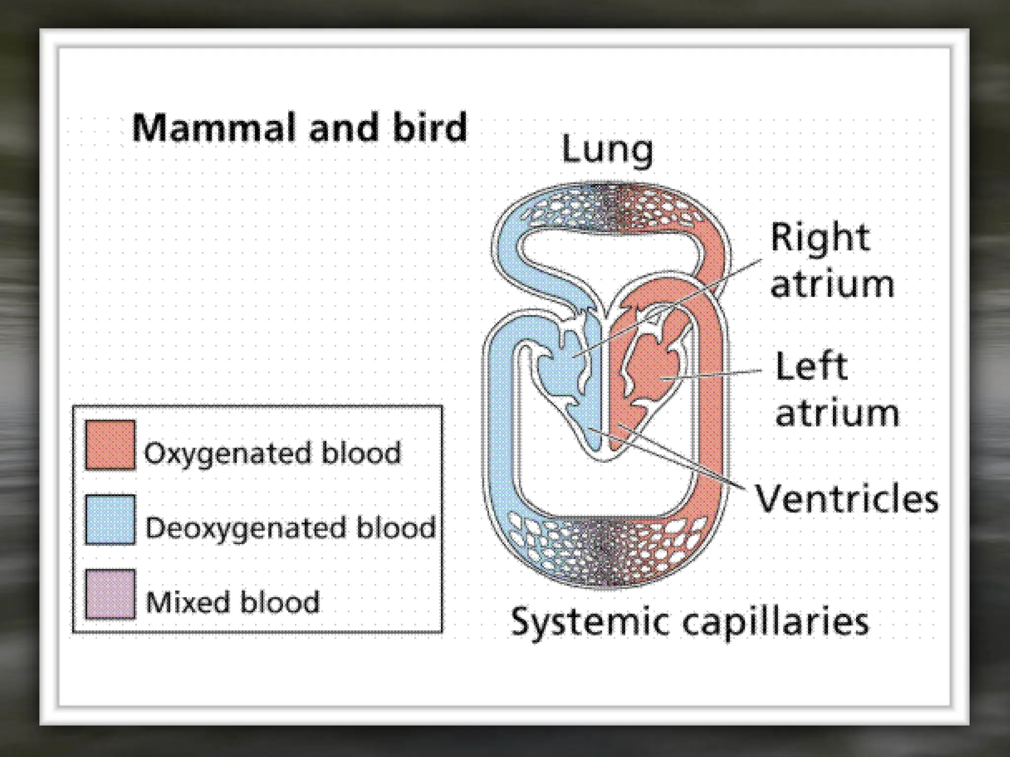 Parts of the Heart.pptdsfsddfsdfsdenkwijkfsj | PPT