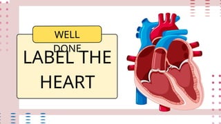 Parts of the Heart Anatomy Biology Presentation in a Colorful Bold ...