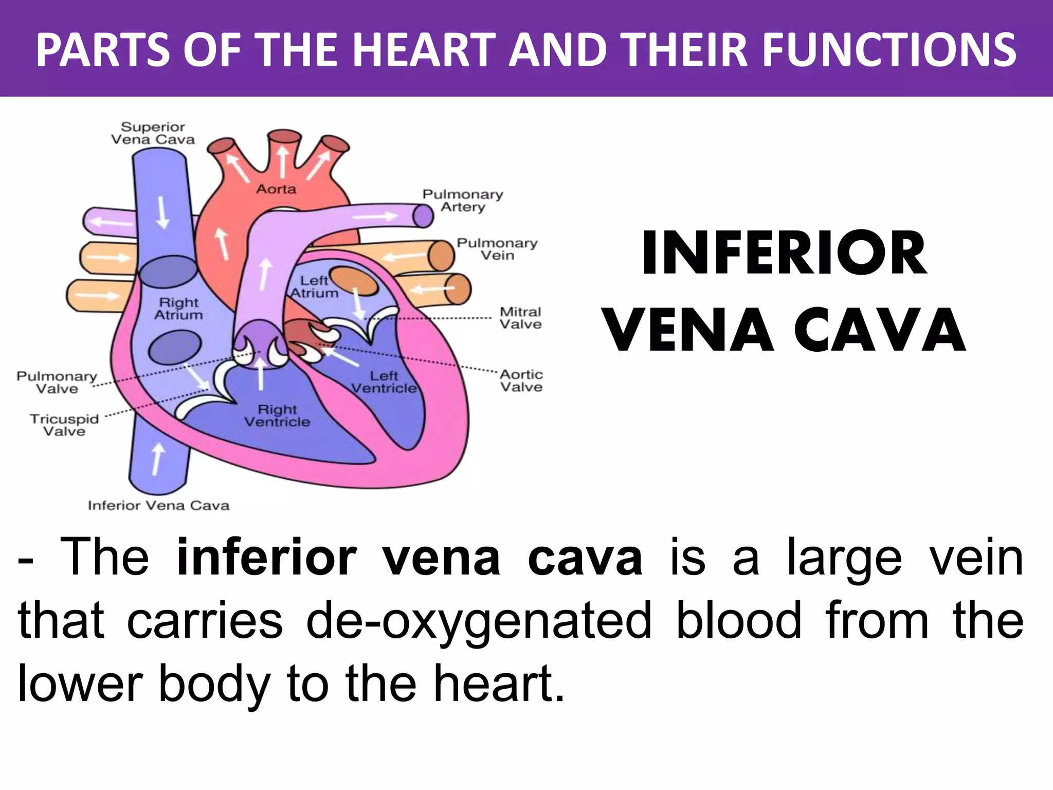 Parts of the heart and their functions | PDF