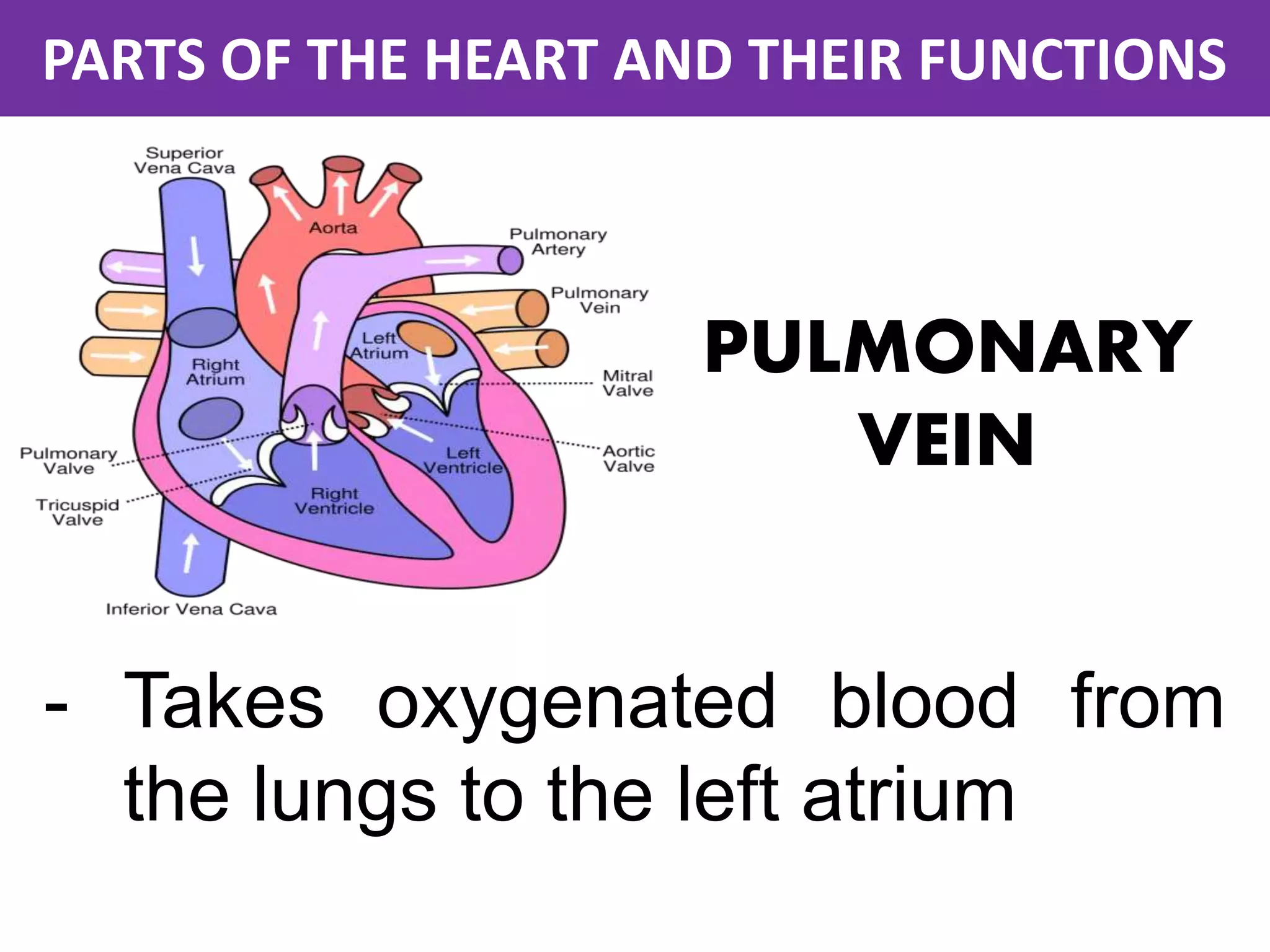 Parts of the heart and their functions | PDF