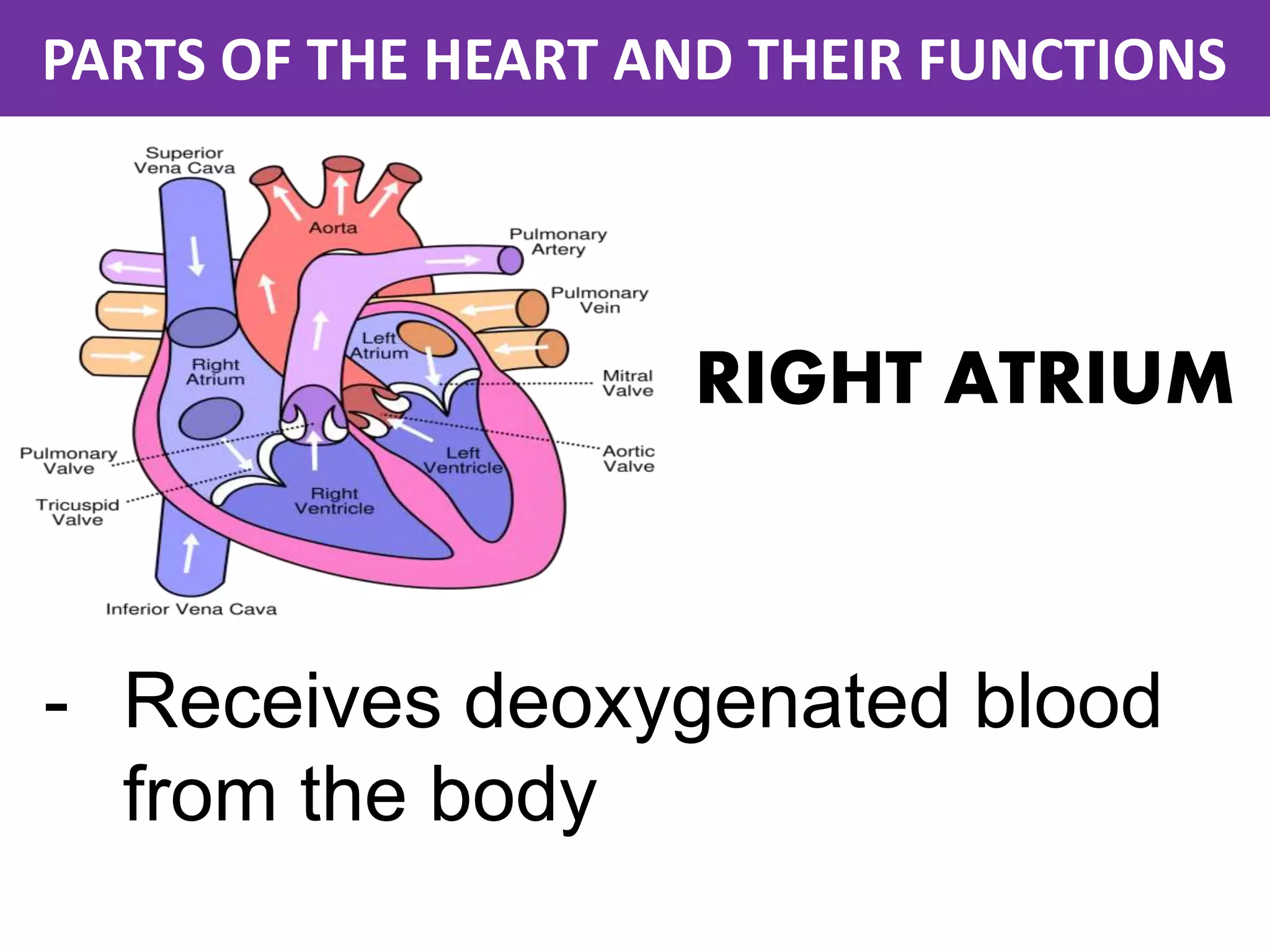 Parts of the heart and their functions | PDF