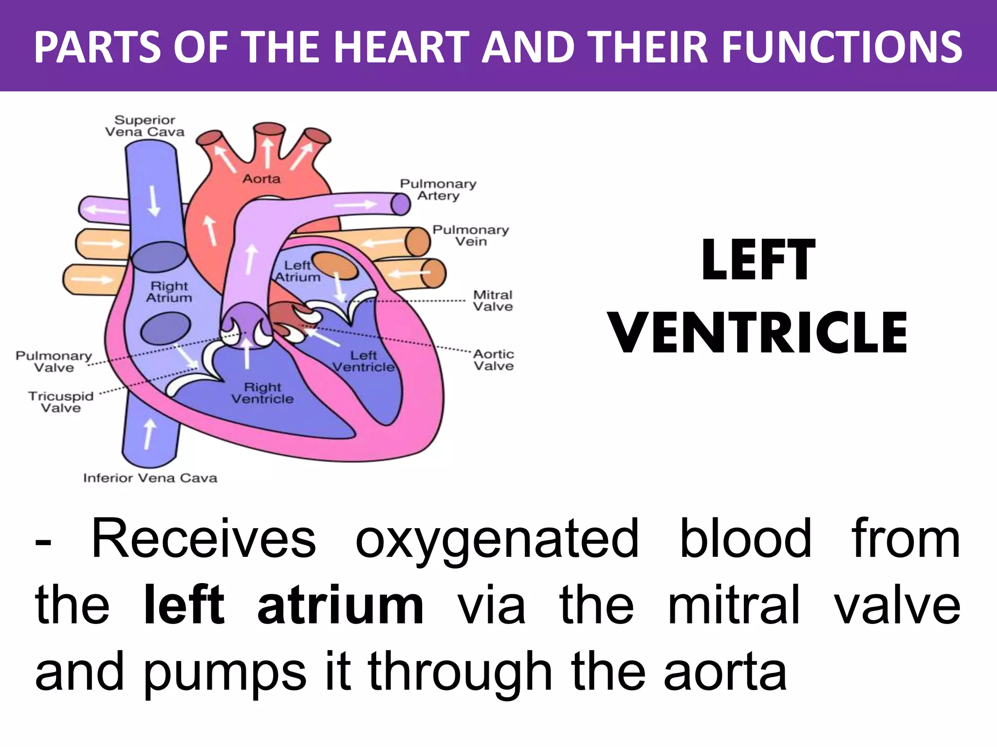 Parts of the heart and their functions | PDF