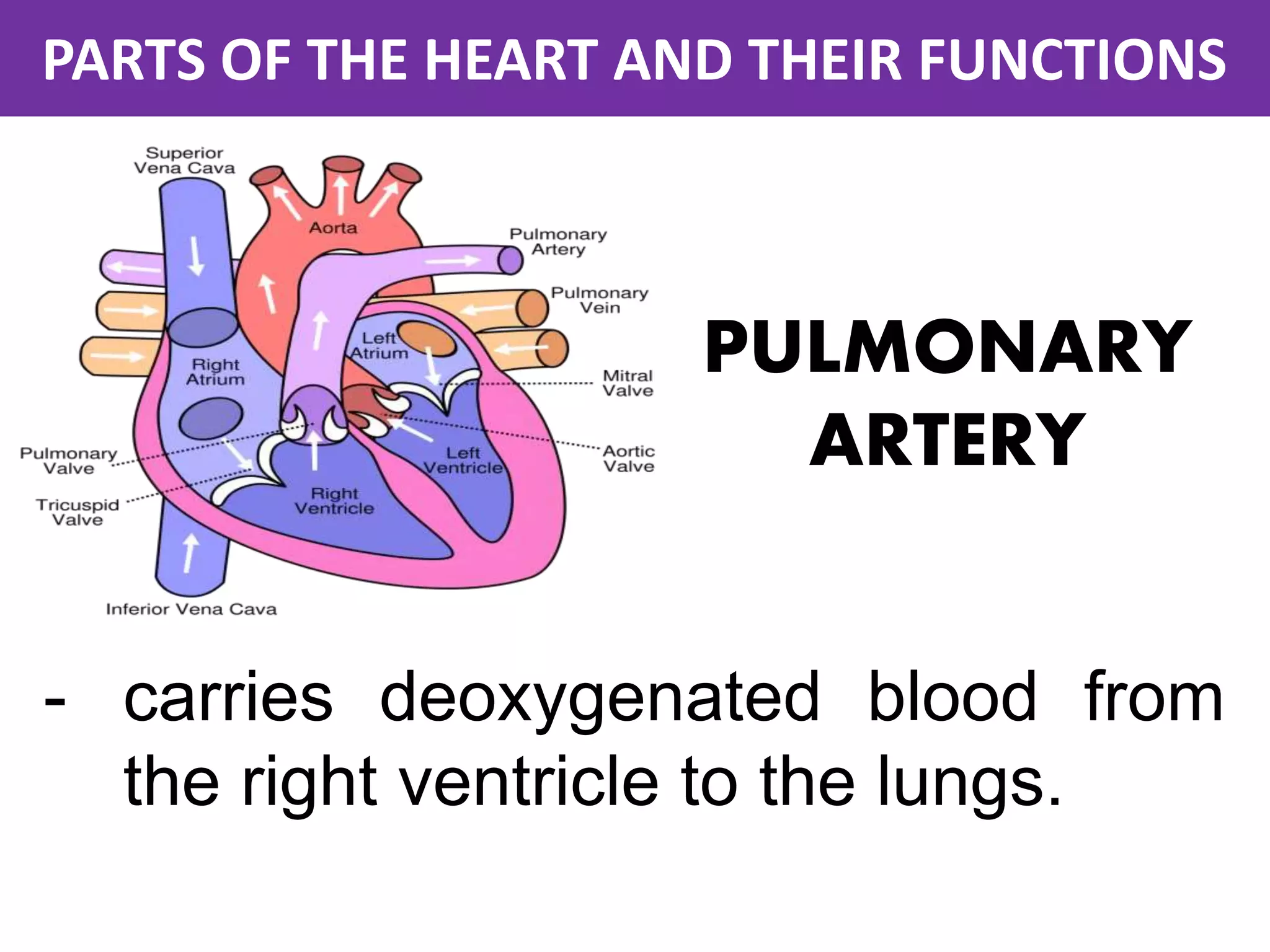 Parts of the Heart and Their functions | PPTX