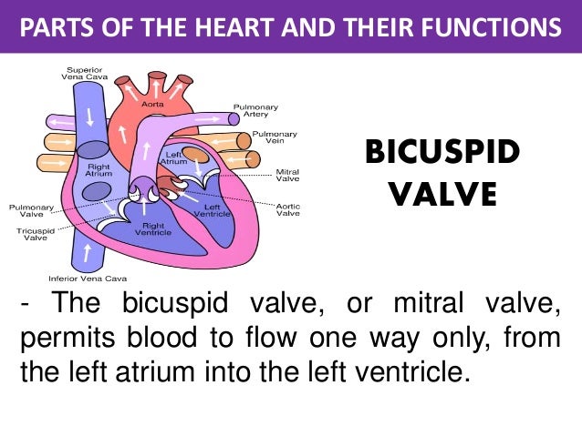 Diagram Of The Heart Bicuspid Valve Choice Image - How To Guide And ...