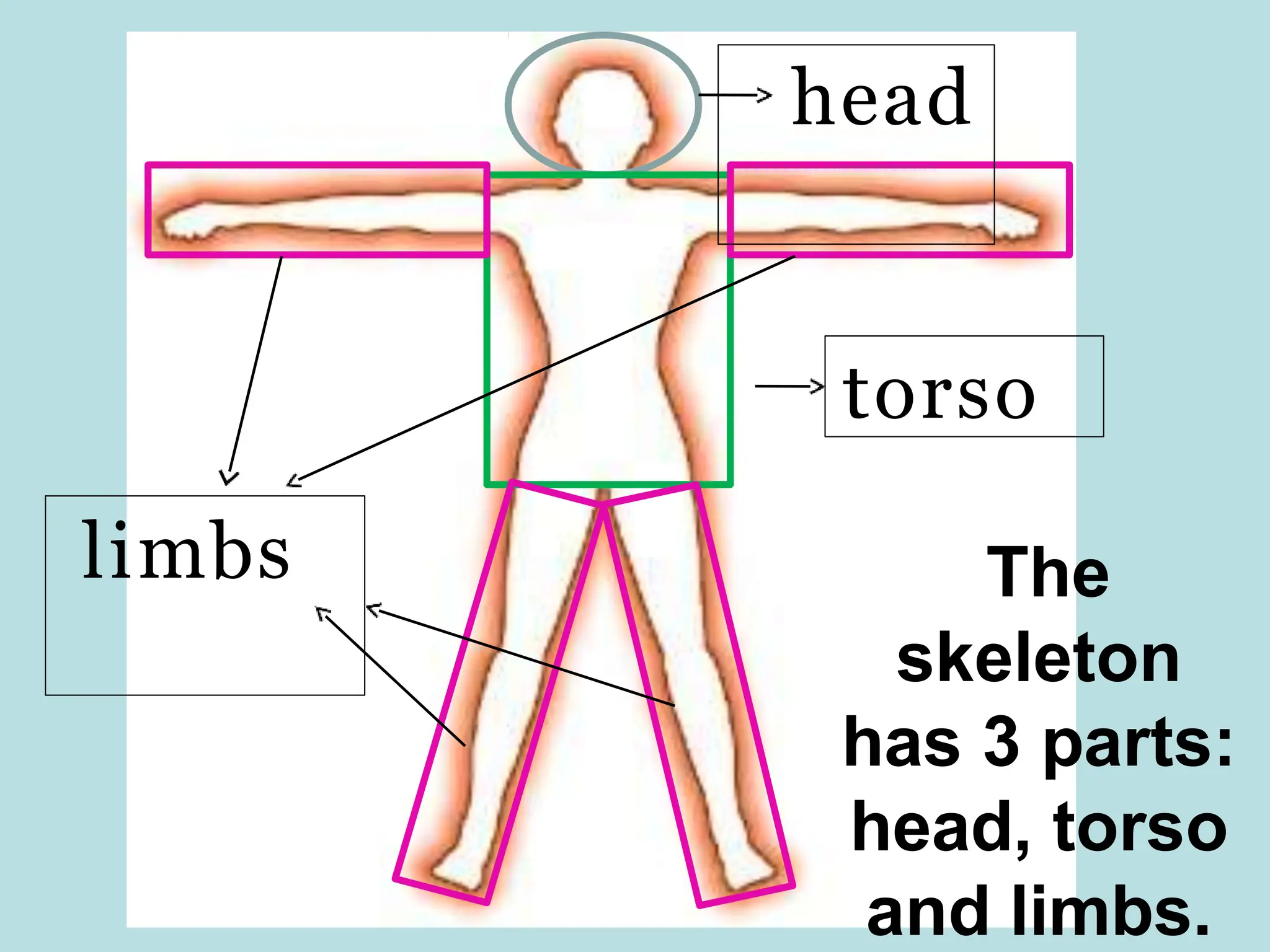 Parts of the human body. Lesson 1 Medicine [Autoguardado].pptx