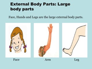Parts of the human body. Lesson 1 Medicine [Autoguardado].pptx