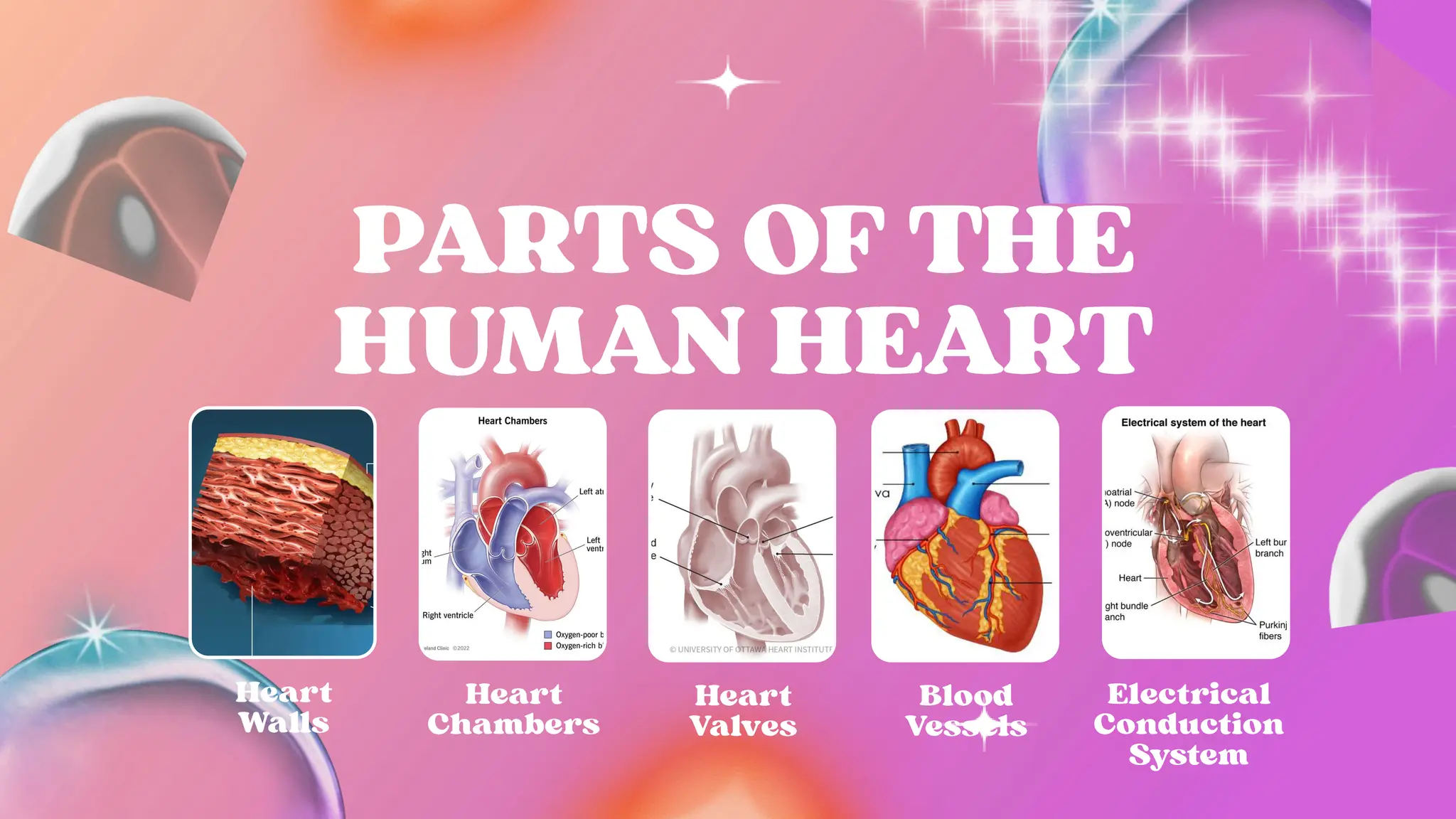 Parts of the Human Heart (2).pptx