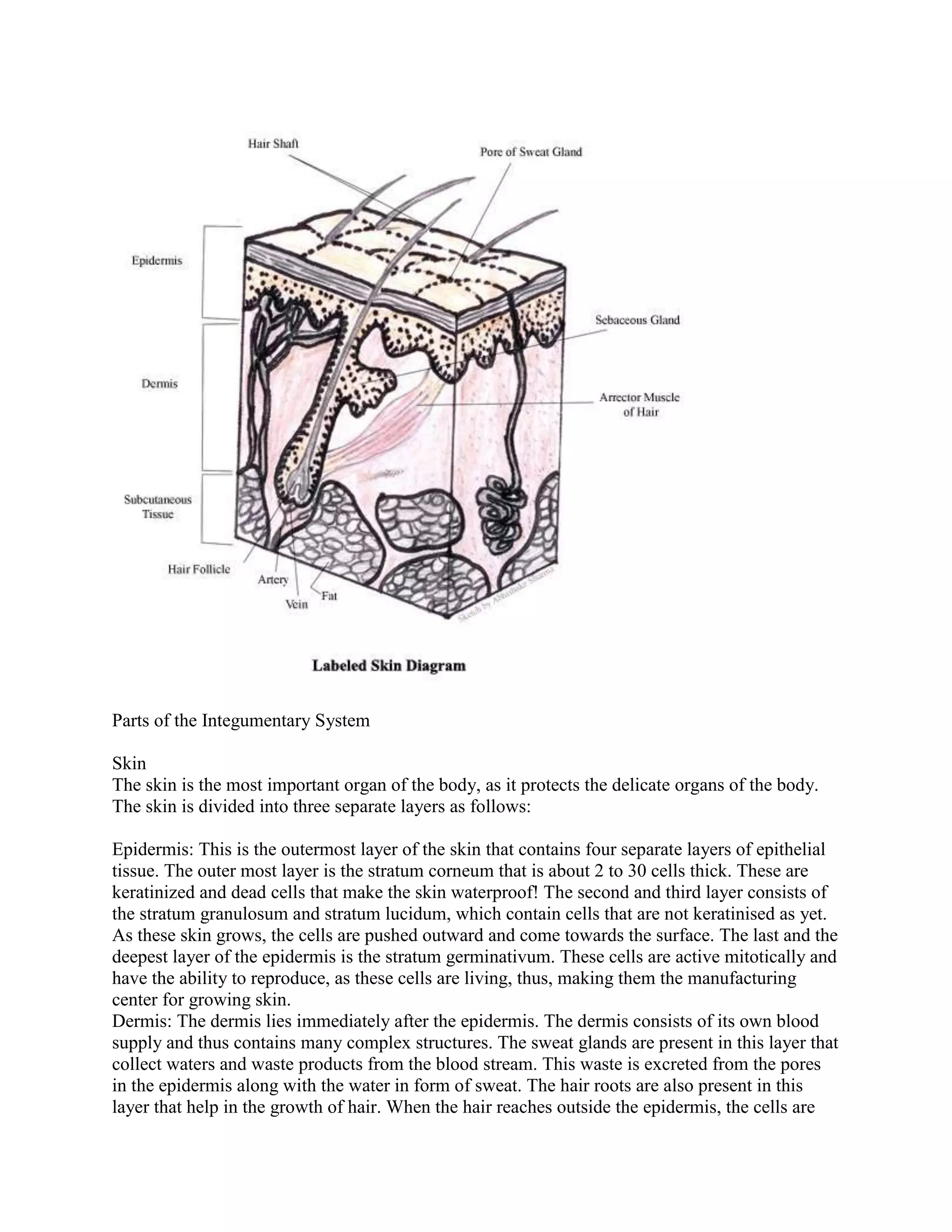 Parts of the integumentary system | DOCX