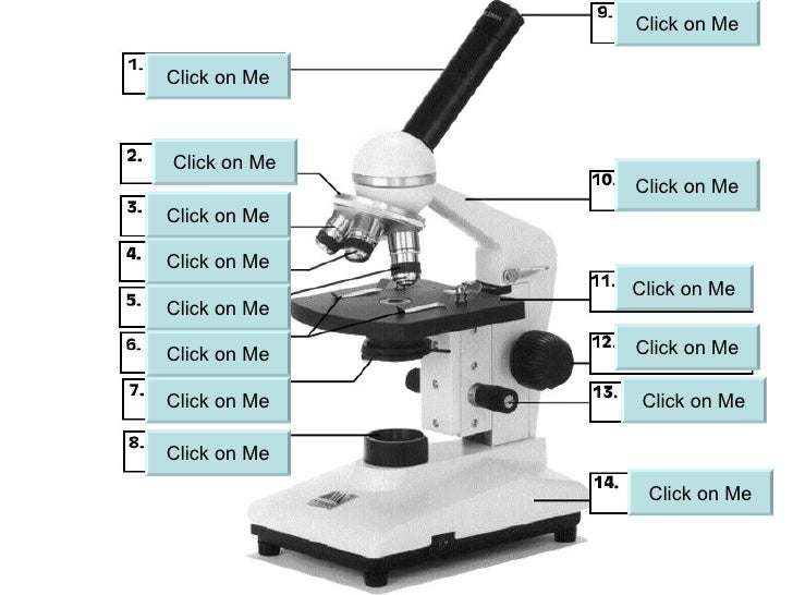 Parts Of The Microscope