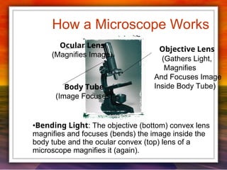 The Parts of Laboratory Microscope.ppt | Photography | Arts and Crafts