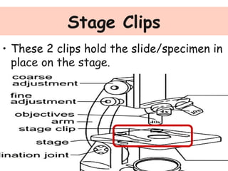 Parts of the microscope and their functions | PPT | Eye and Vision ...