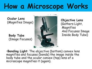 Parts of the microscope and their functions | PPT