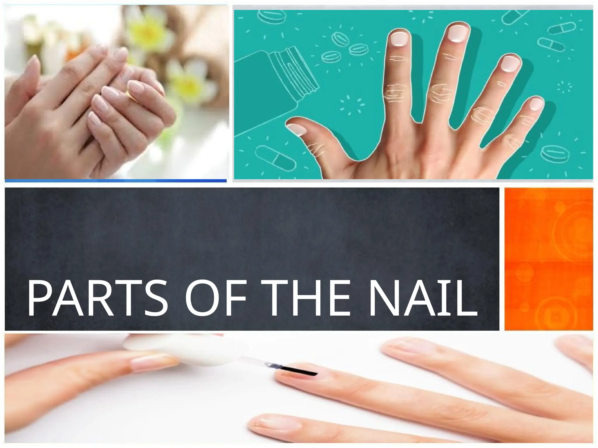 Parts of the Nails Parts of the Nails Parts of the Nails | PPTX
