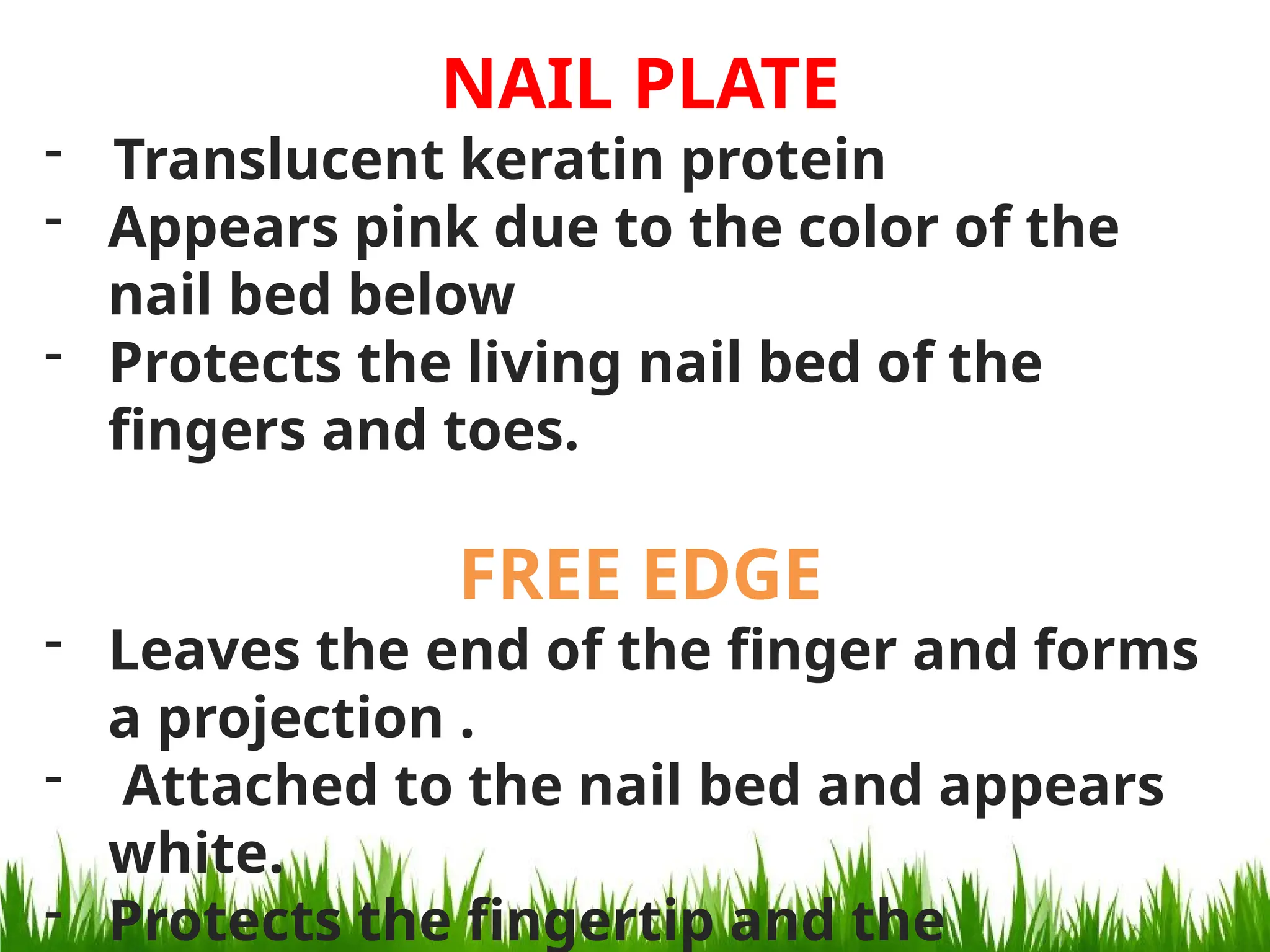 Parts of the Nails Parts of the Nails Parts of the Nails | PPTX