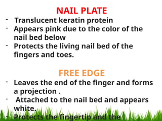 Parts of the Nails Parts of the Nails Parts of the Nails | PPTX