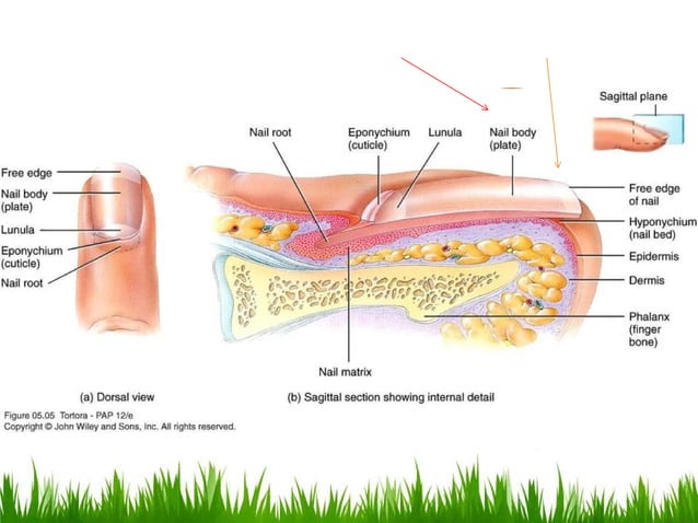 Parts of the Nails Parts of the Nails Parts of the Nails | PPT