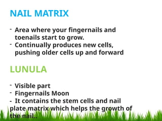 Parts of the Nails Parts of the Nails Parts of the Nails | PPTX