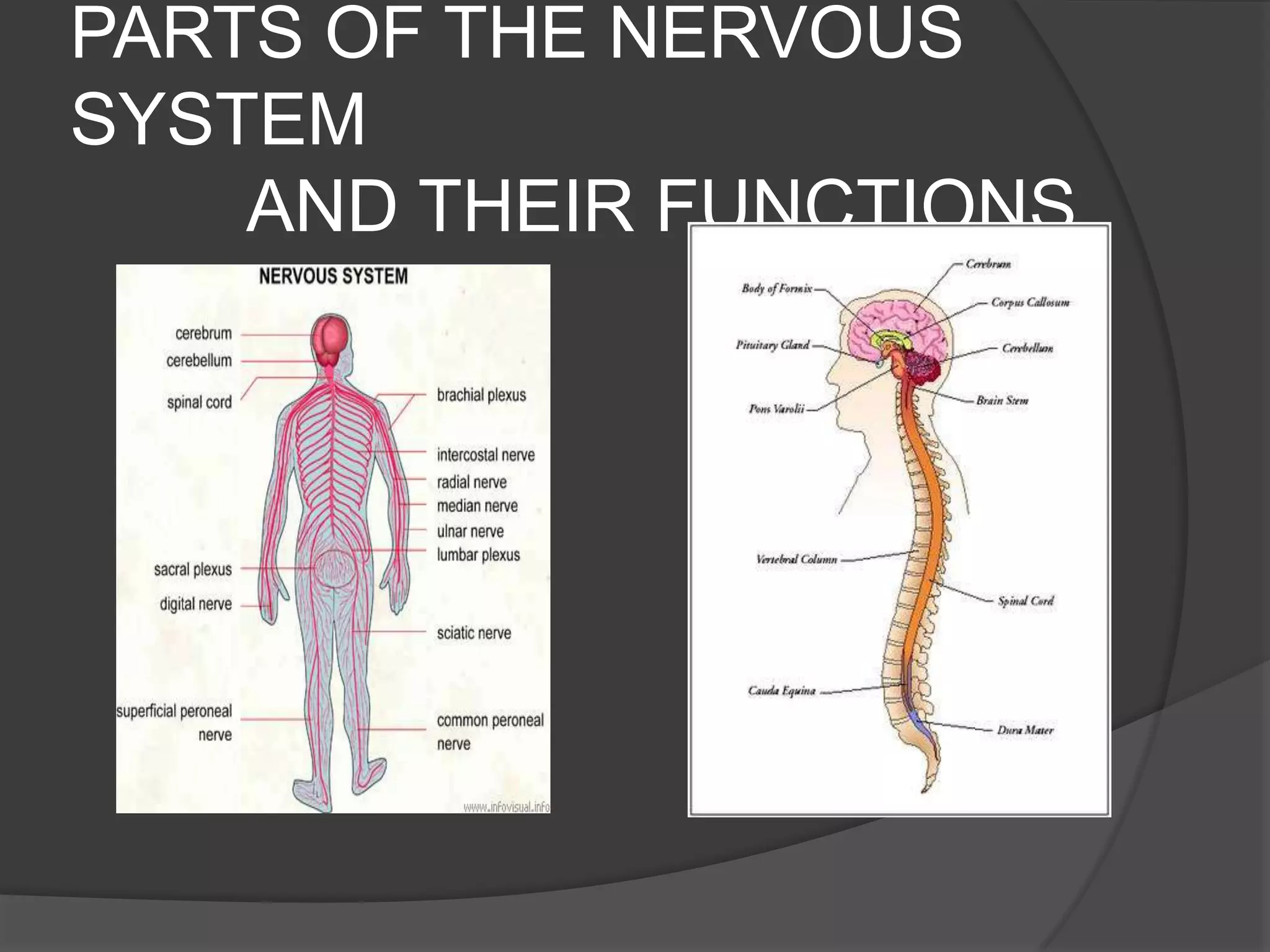Parts Of The Nervous System | PPTX