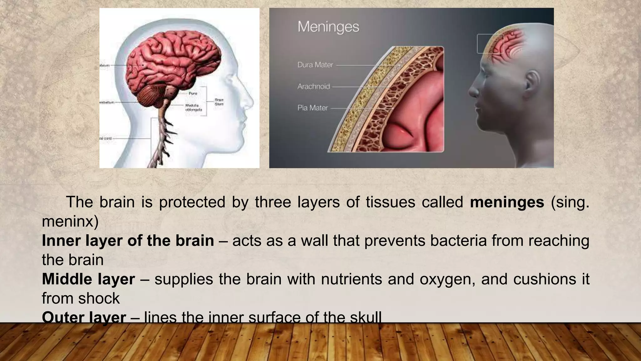 Parts of the nervous system | PPTX