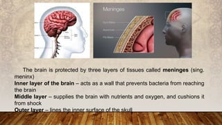 Parts of the nervous system | PPTX