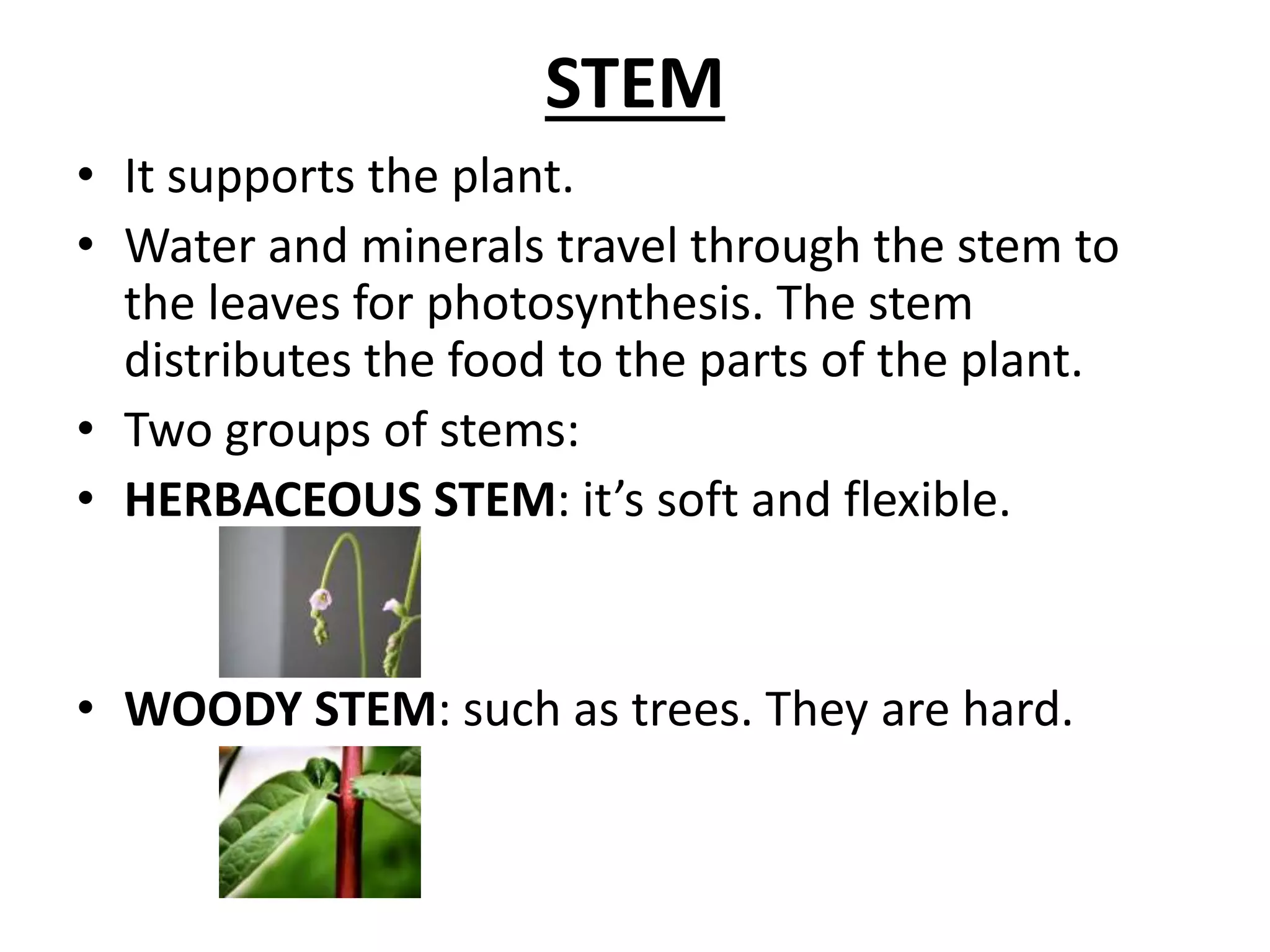 Parts of the plant | PPTX