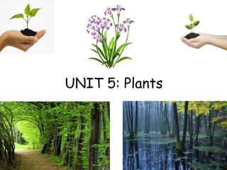 Parts of the plant | PPT