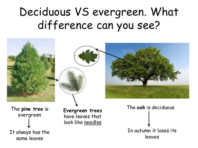 Difference Between Evergreen Forest And Deciduous Forest
