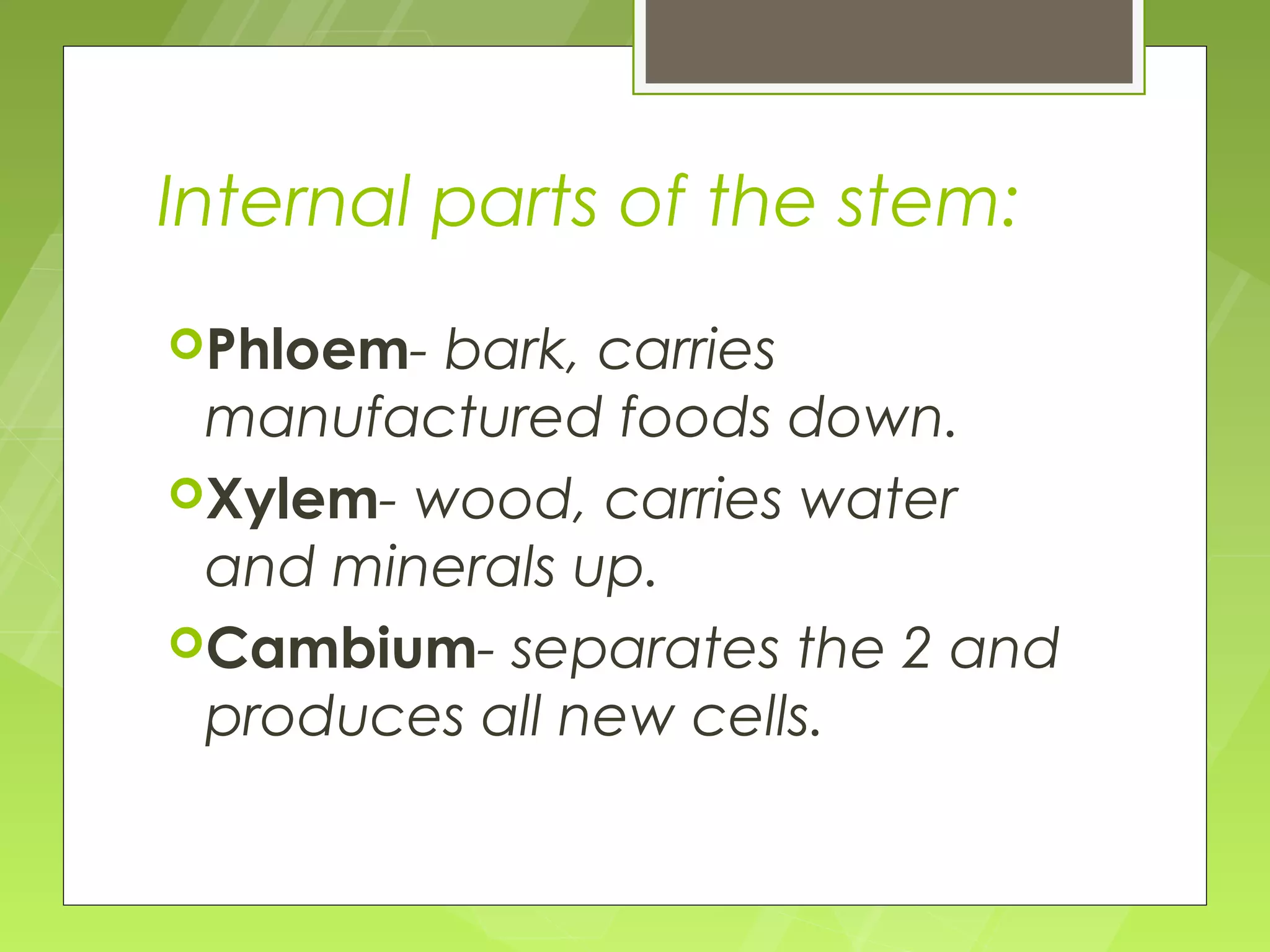 Parts of the plant and their functions | PPT