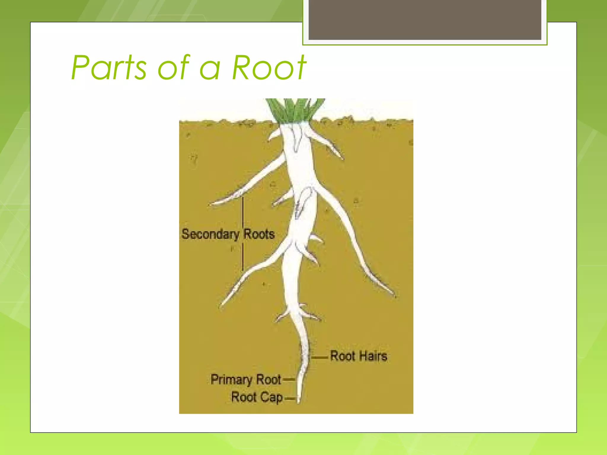 Parts of the plant and their functions | PPT