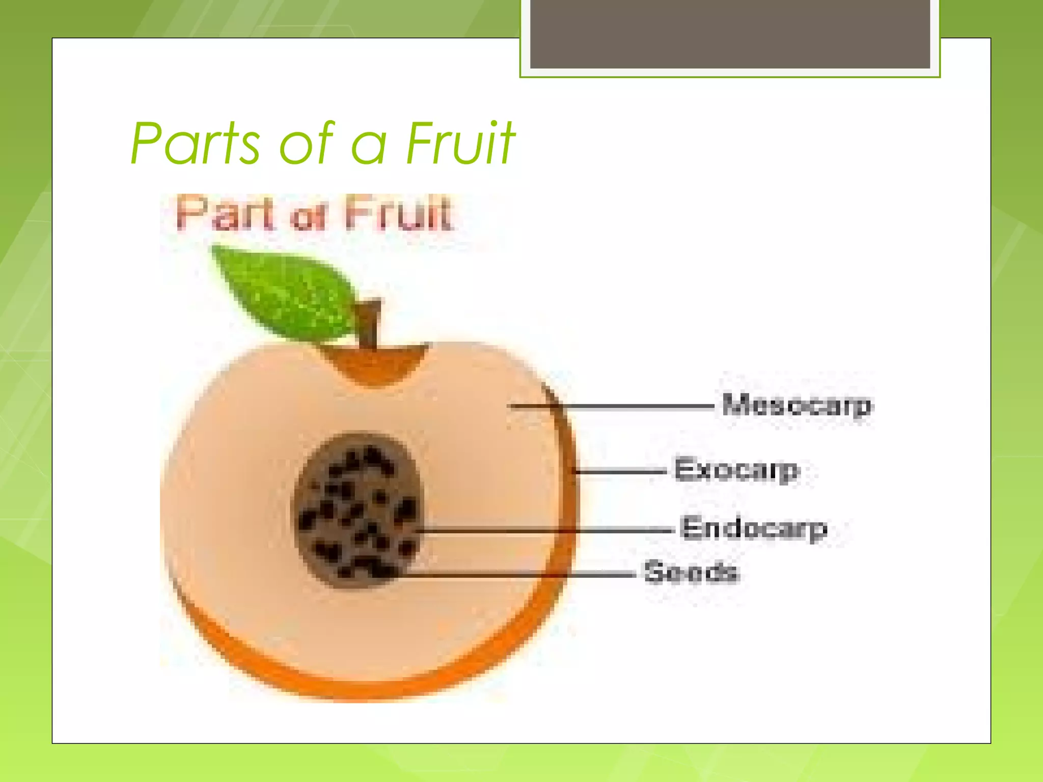 Parts of the plant and their functions | PPT