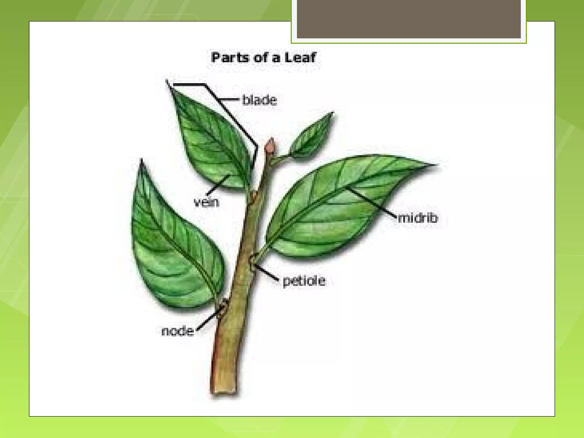 Parts of the plant and their functions | PPT