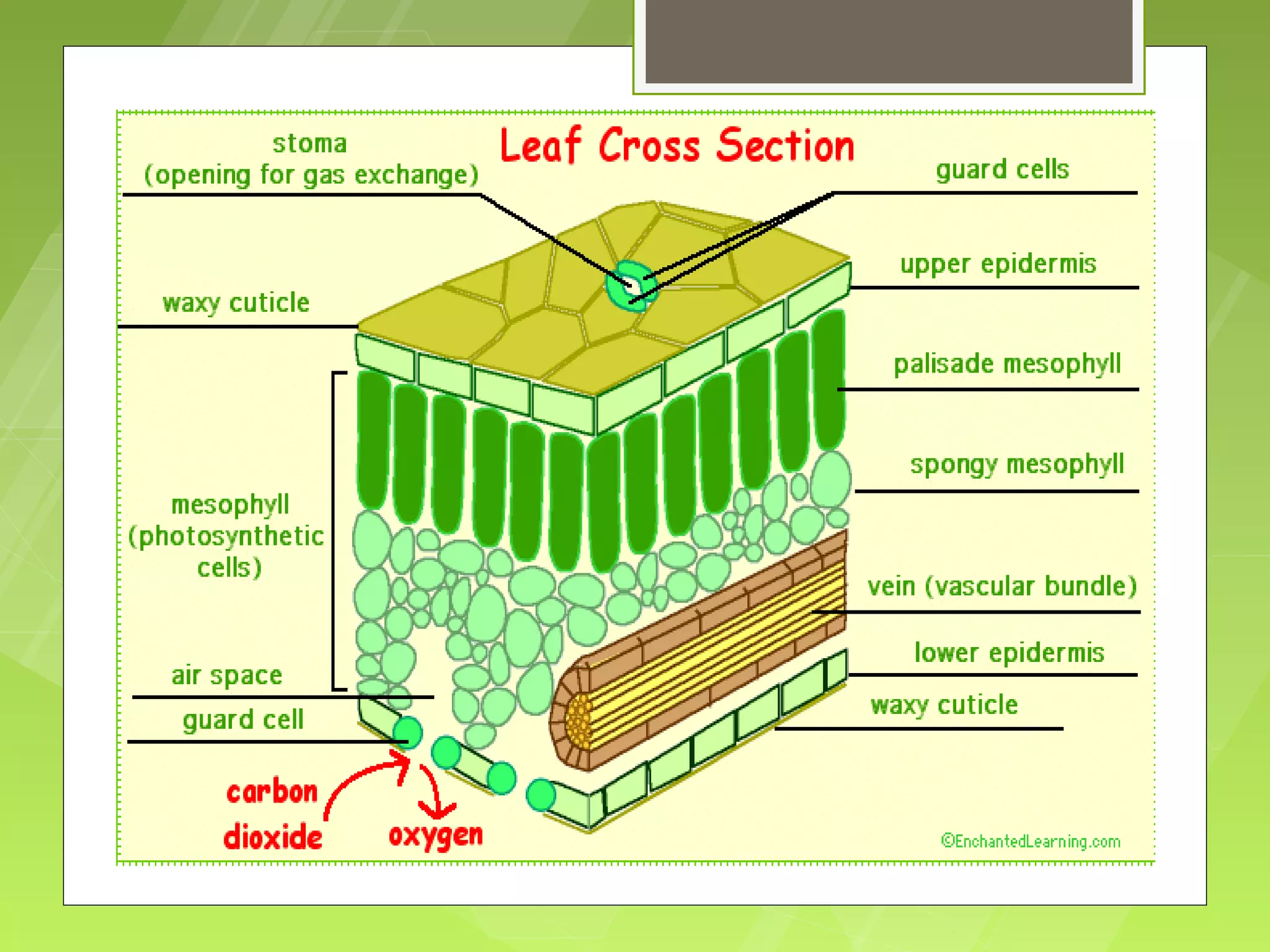 Parts of the plant and their functions | PPT