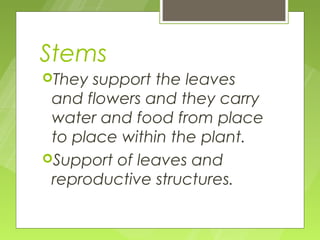 Parts of the plant and their functions | PPT