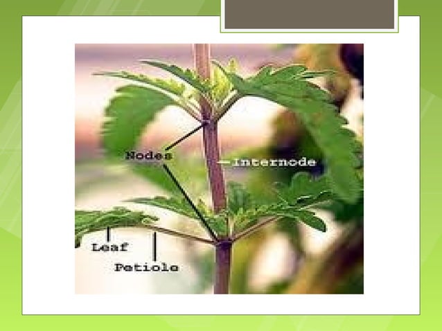Parts of the plant and their functions | PPT | Gardening | Home & Garden