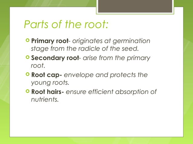 Parts of the plant and their functions | PPT | Gardening | Home & Garden