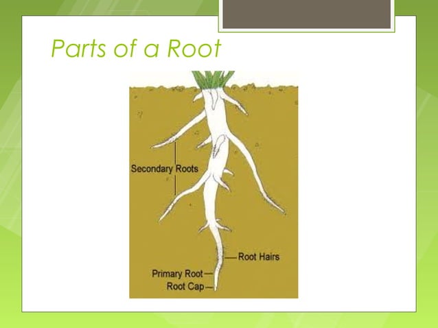 Parts of the plant and their functions | PPT