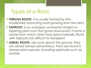 Parts of the plant and their functions | PPT