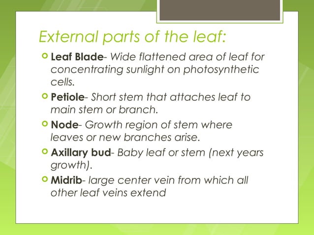 Parts of the plant and their functions | PPT | Gardening | Home & Garden