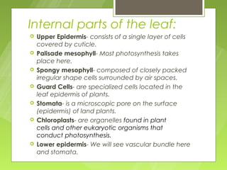 Parts of the plant and their functions | PPT