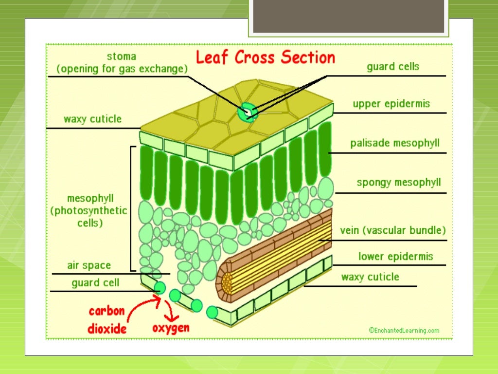 Parts Of The Plant And Their Functions Parts Of The Plant And Their Functions