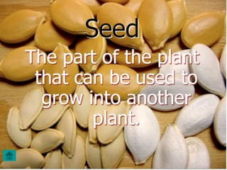 Parts of the plant ppt presentation | PPT