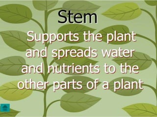 Parts of the plant ppt presentation | PPT