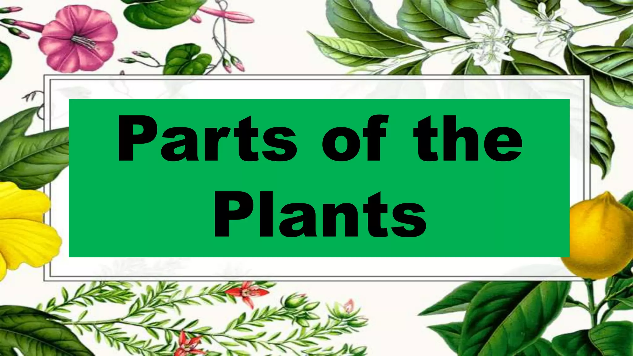 Parts of the plants | PPTX