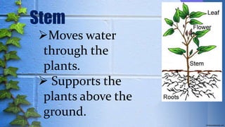 Parts of the plants | PPTX