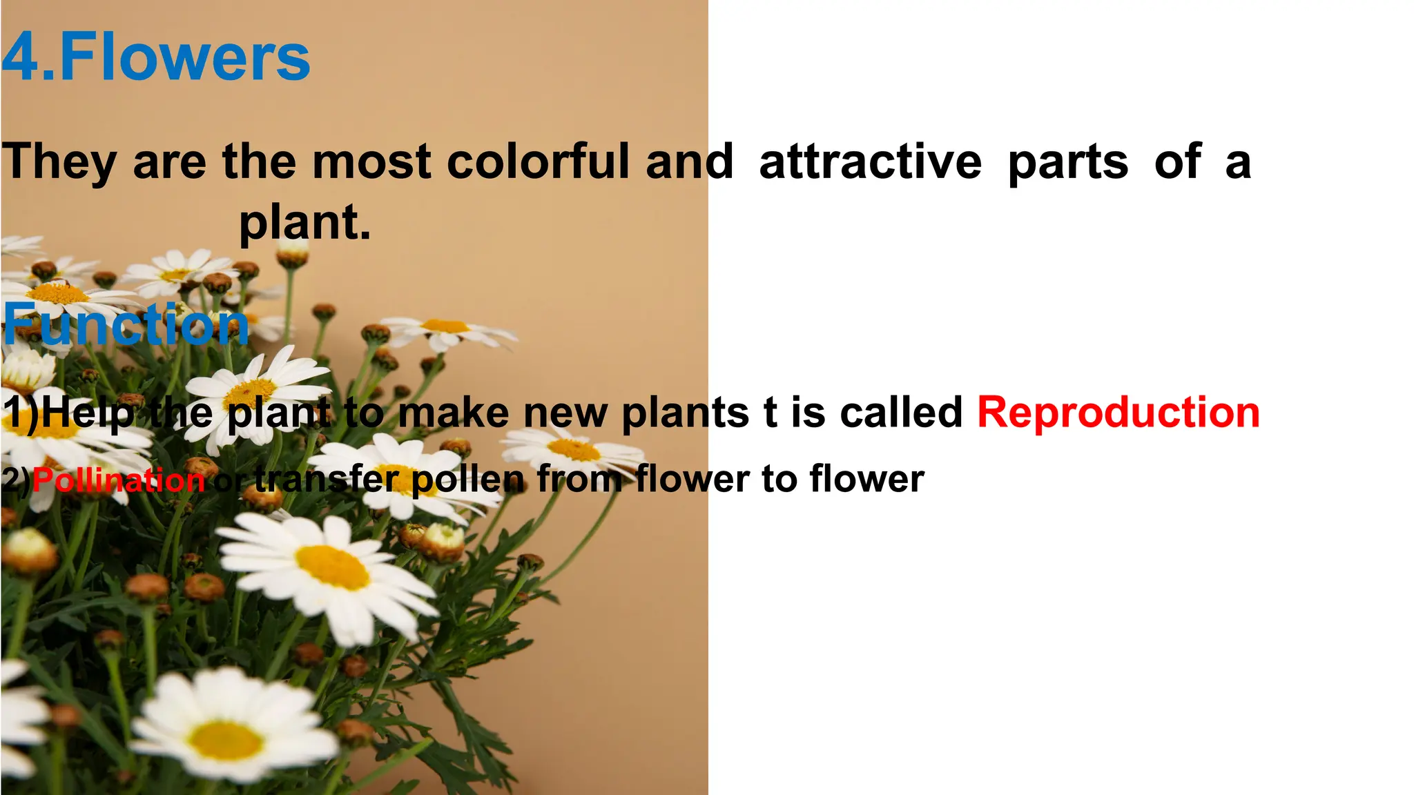 parts of the plants123.pptx ppppppppppppp | PPT