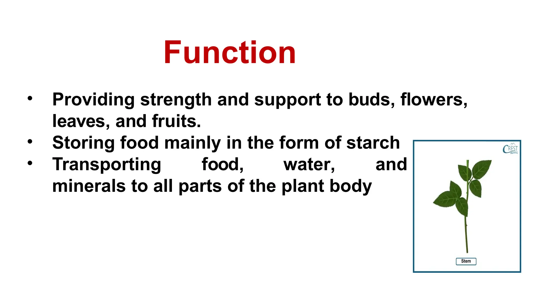 parts of the plants123.pptx ppppppppppppp | PPT