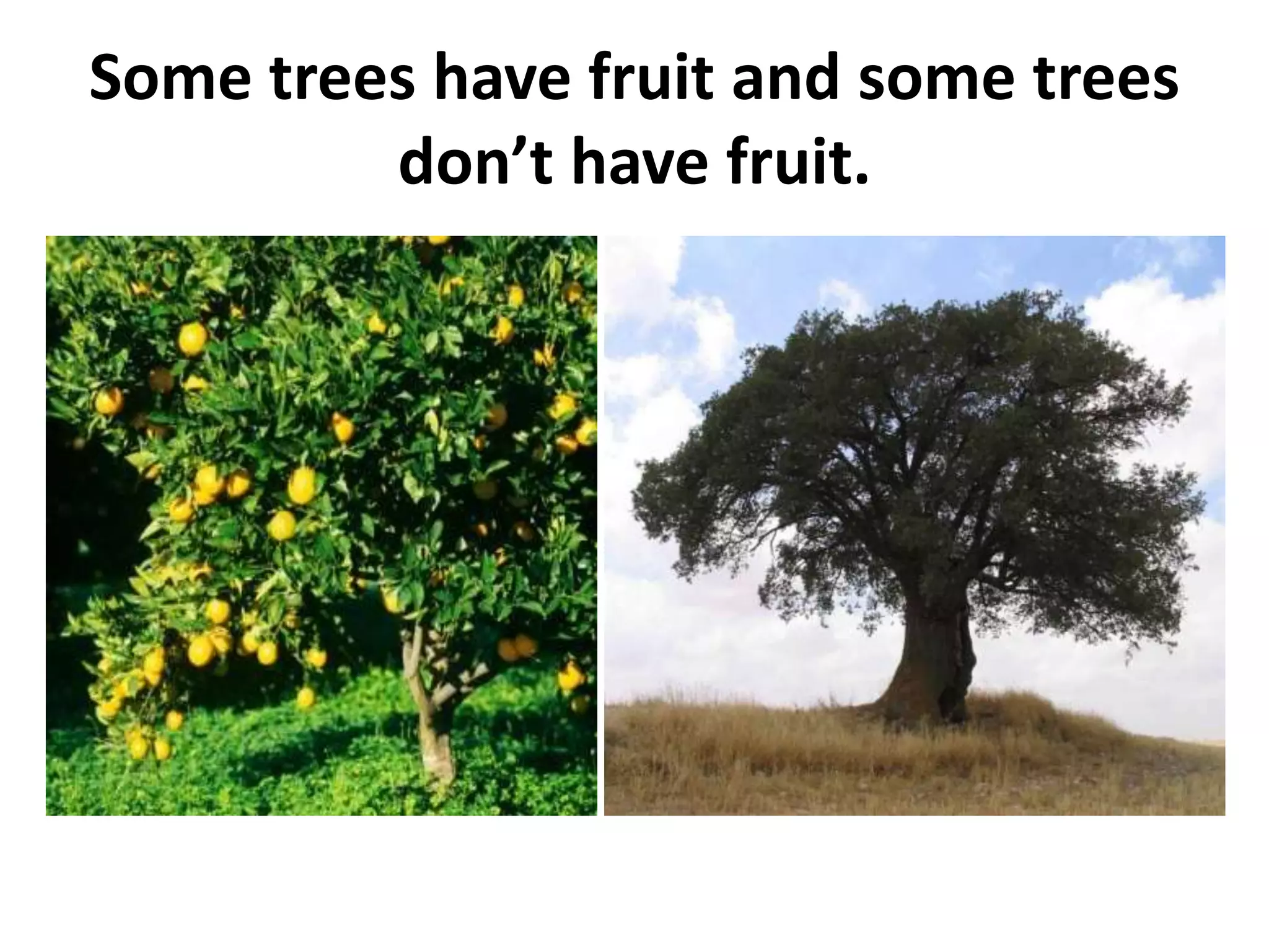 Parts of the plants we eat and don't eat | PPTX