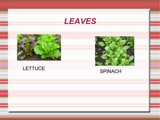 Parts of the plant we eat | ODP