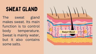 Parts of the Skin Science Presentation in Colorful Illustrative Style.pdf