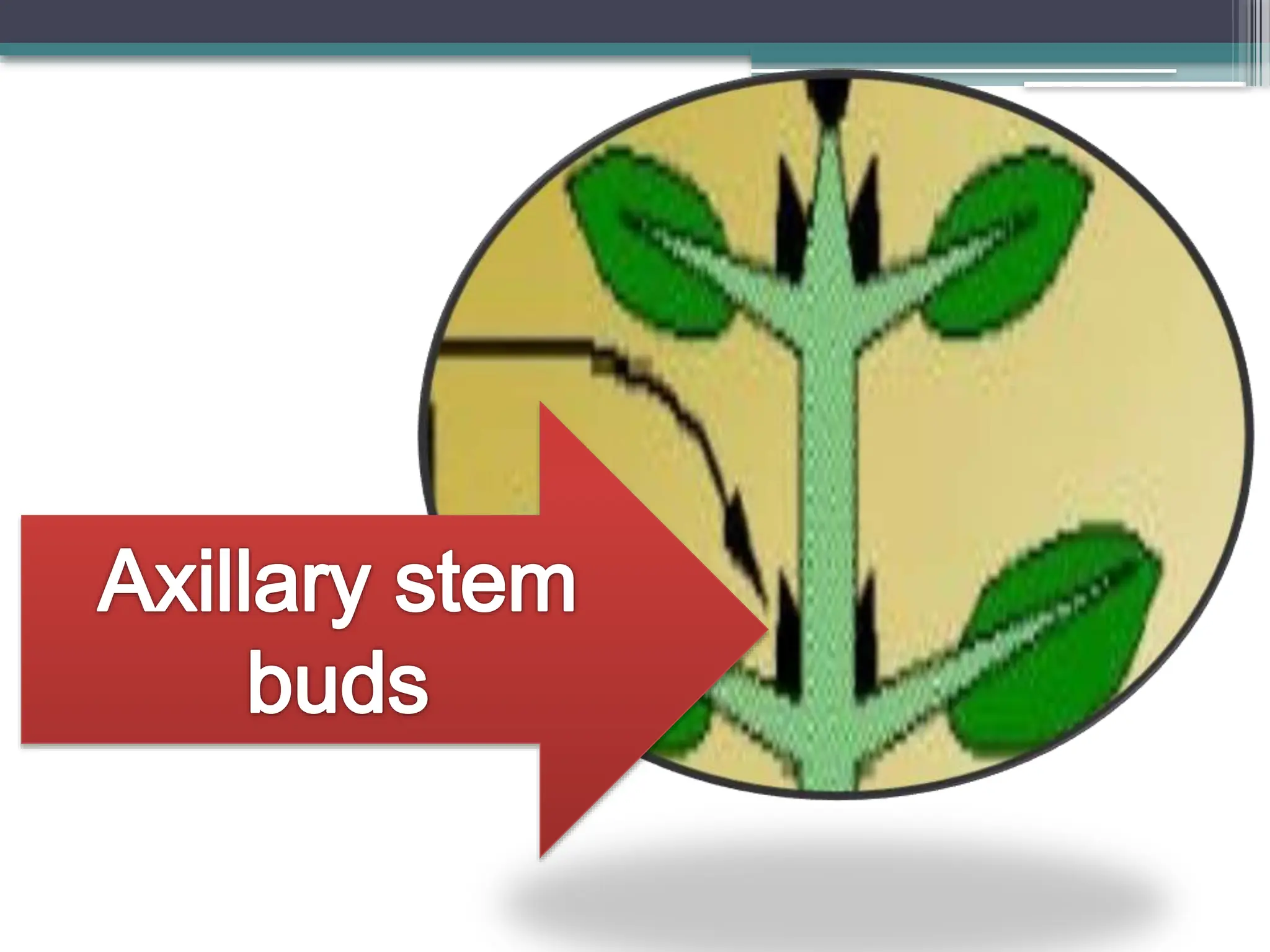Elementaryscincegrade123parts of the stem.pptx